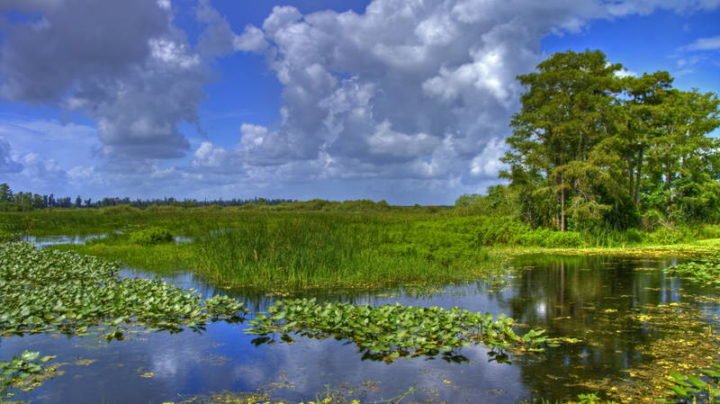 Everglades National Park, Wildlife Tourism in Florida - Traveldigg.com