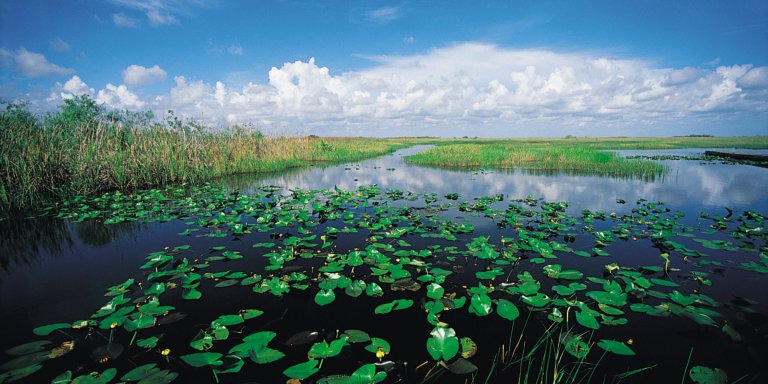 Everglades National Park, Wildlife Tourism in Florida - Traveldigg.com
